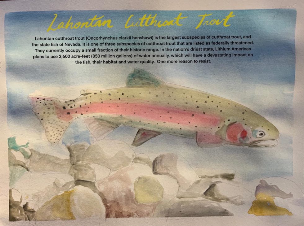 Species of the Week: Lahontan Cutthroat Trout | Protect Thacker Pass