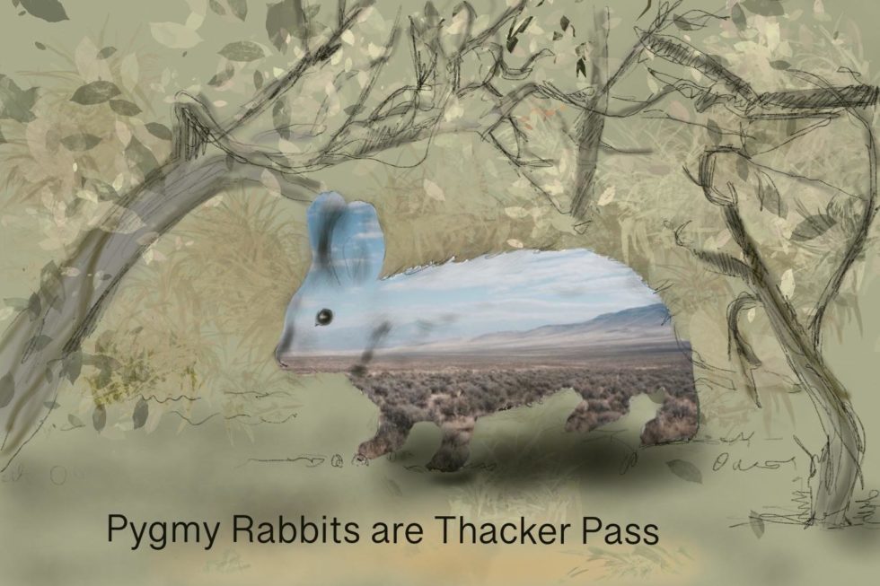 Species of the Week: Pygmy Rabbit | Protect Thacker Pass